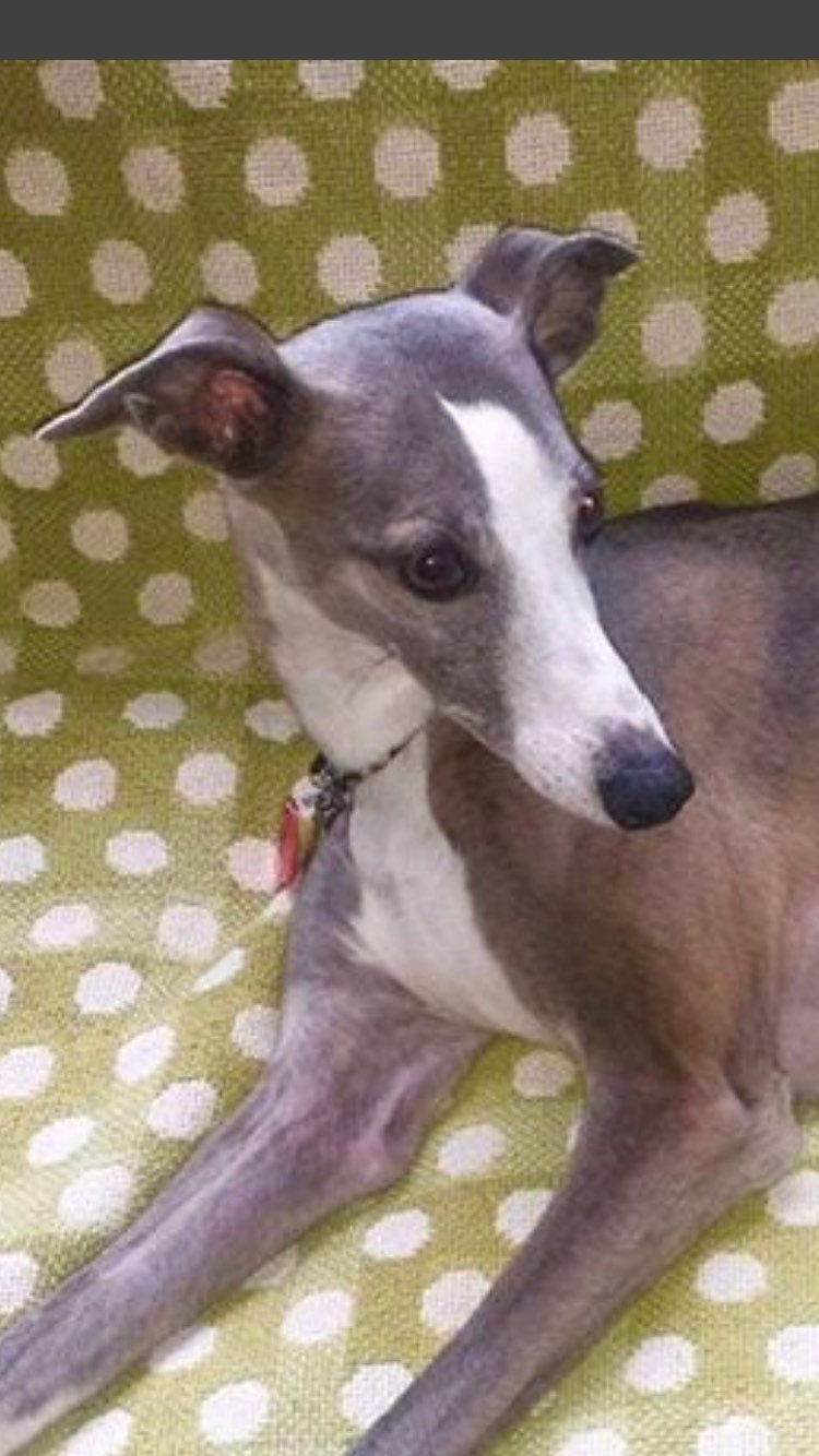 Whippet Miniature Dog Portrait x1 Pet Dog Sculpture Bespoke - Etsy