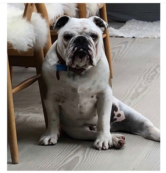 Giant English Bulldog