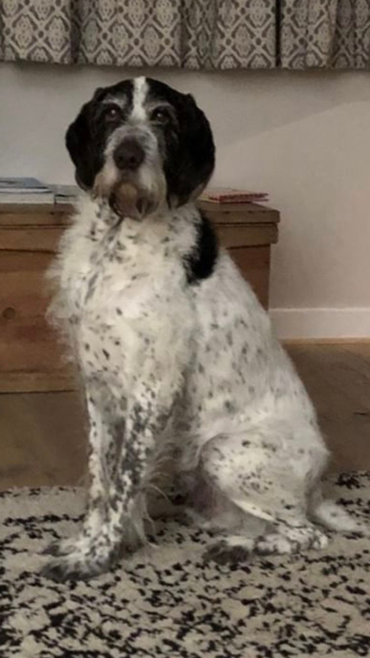 Pointer X Springer Spaniel Miniature - Etsy