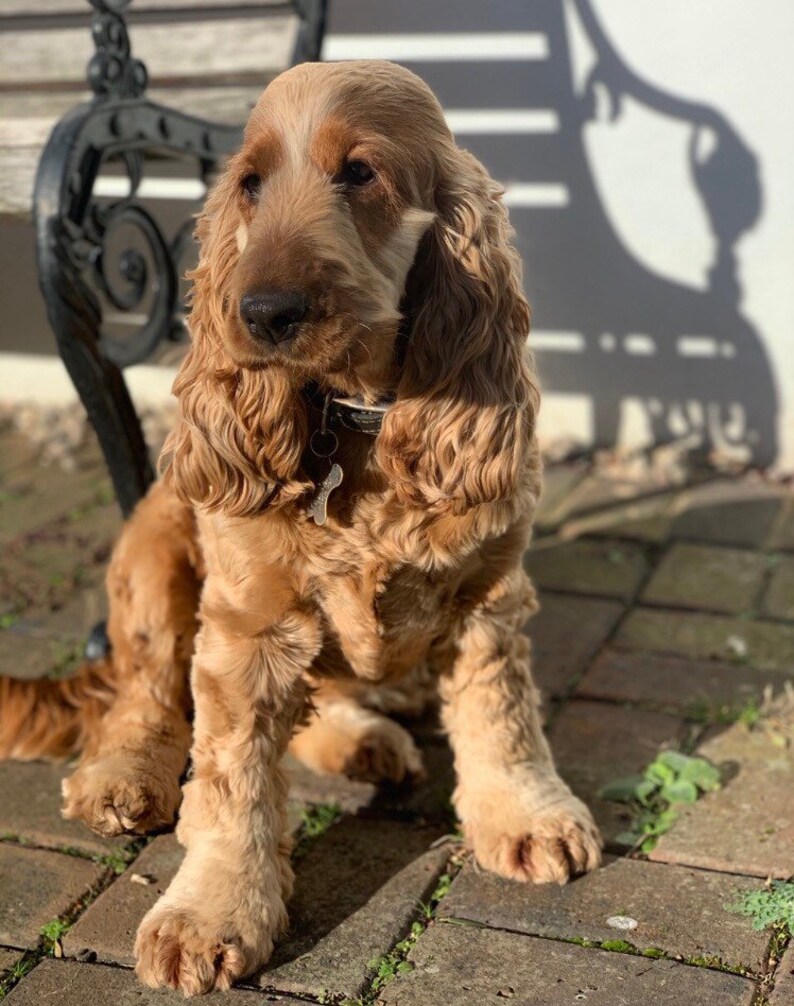 Cavapoo Miniature Apricot Pet Dog Portrait Felted Bespoke Sculpture - Etsy