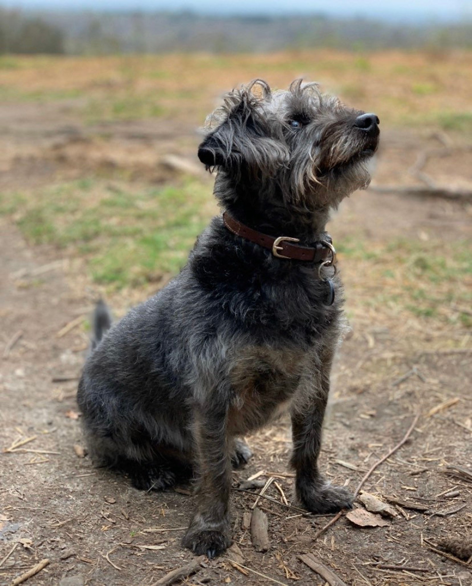 Terrier Mix Rescue Dog Miniature Pet Portrait Needle Felted - Etsy