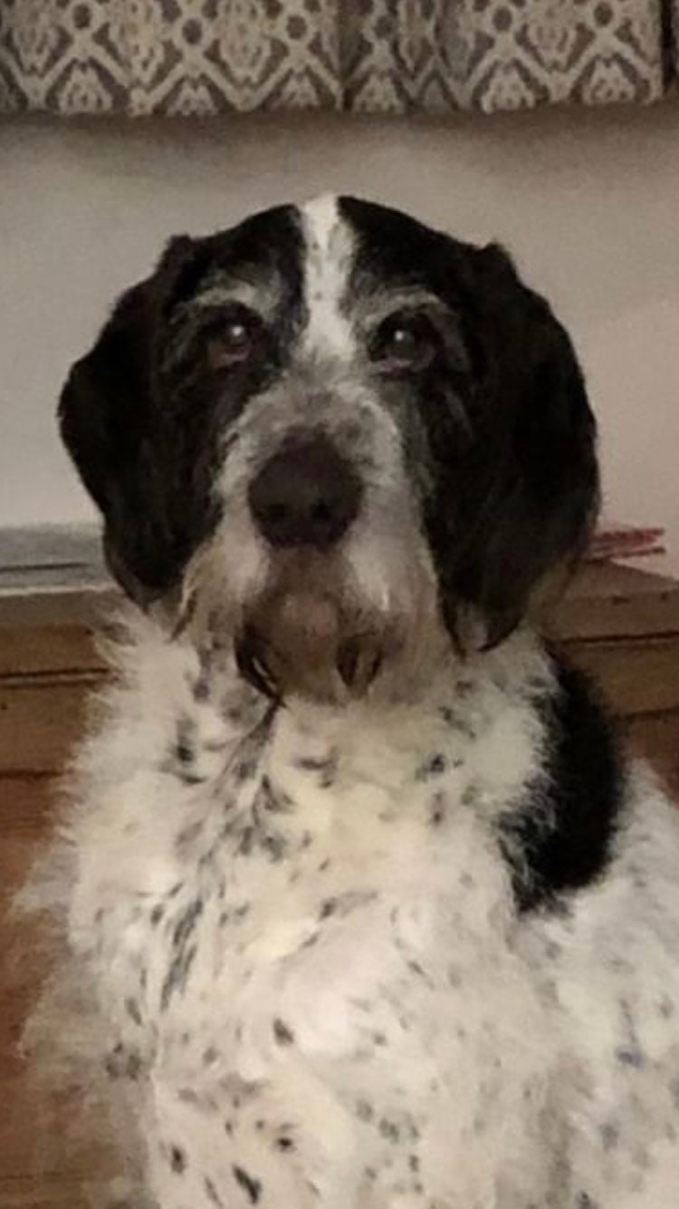 Pointer X Springer Spaniel Miniature - Etsy