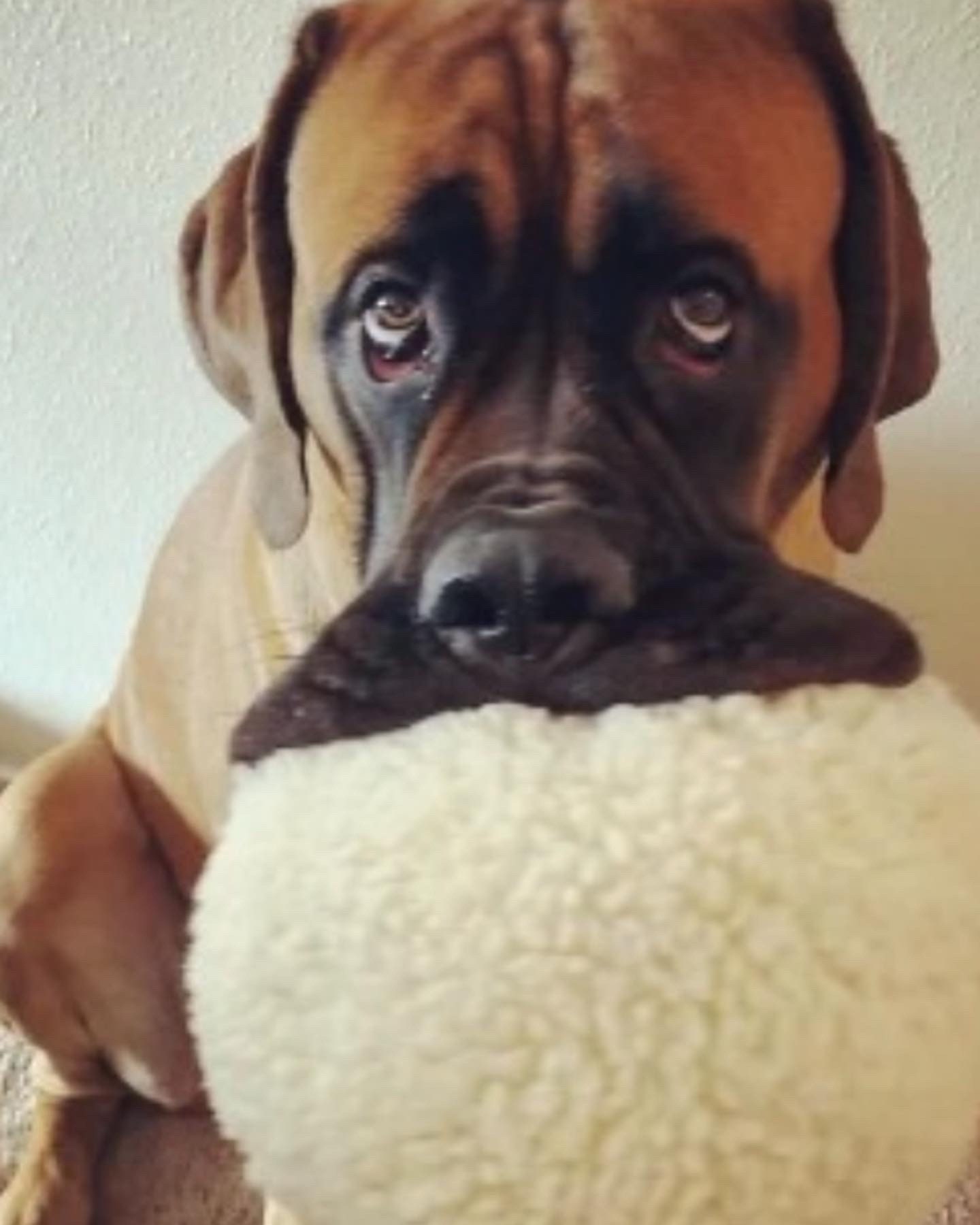 Mastiff Miniature Pet Portrait Dog Sculpture Bespoke Gift - Etsy