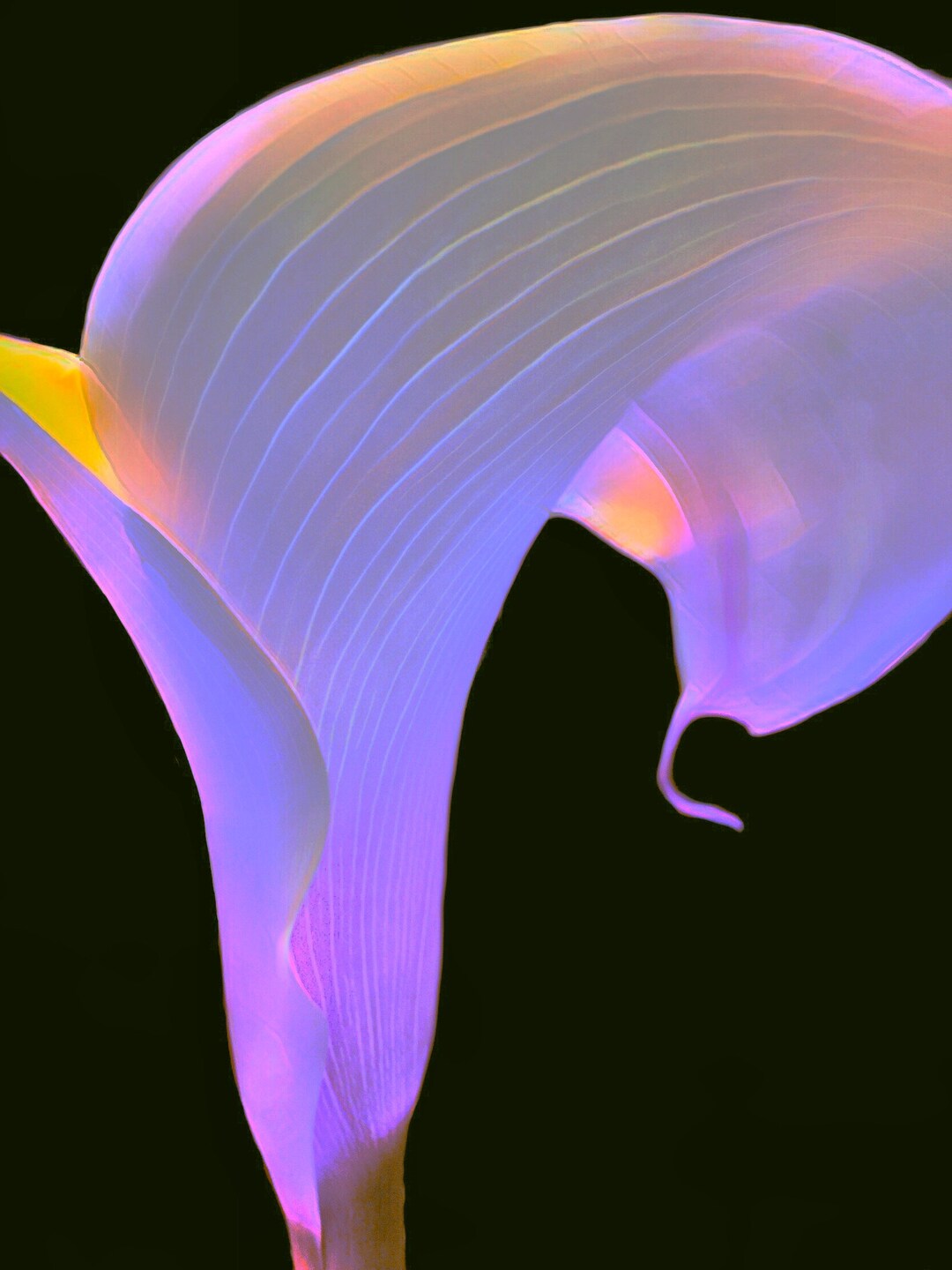 Purple Calla Lily,lily Abstract,arum Lily,floral Photography,large ...