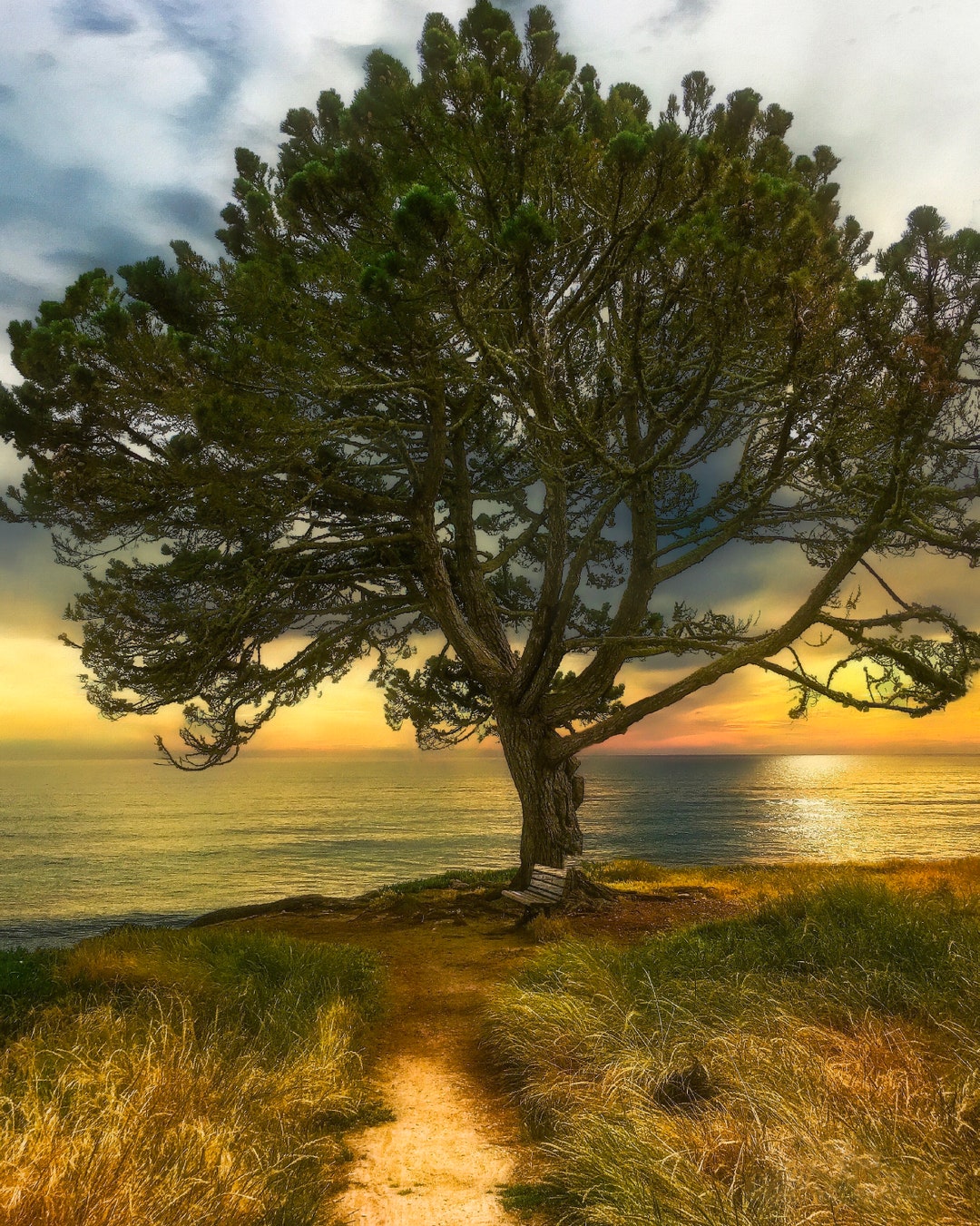 Large Tree Décor,tree of Life,large Wall Print,trees Decor,seascape ...