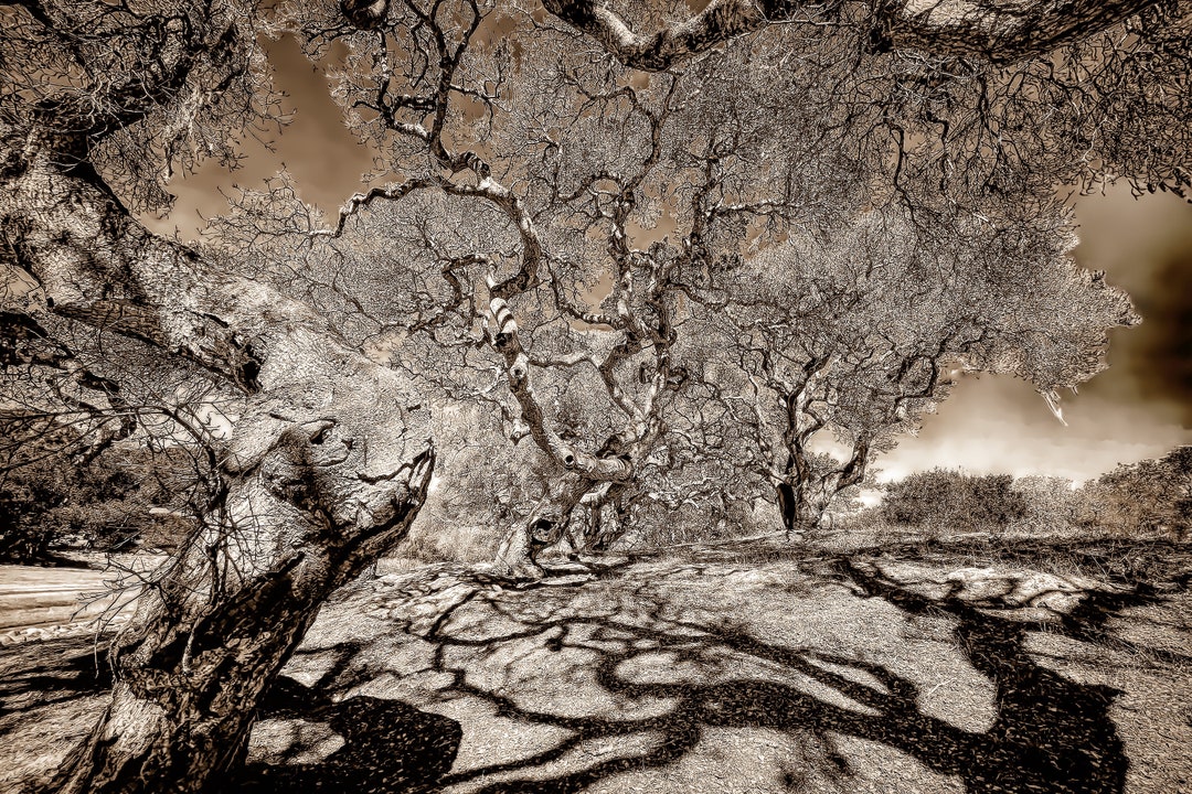 Sepia Oak Trees,landscape,treescape,rustic Decor,large Wall Art,tree ...