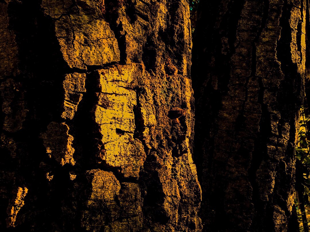 Abstract Gold and Black Tree Bark Wall Art: Moody Forest Print - Etsy