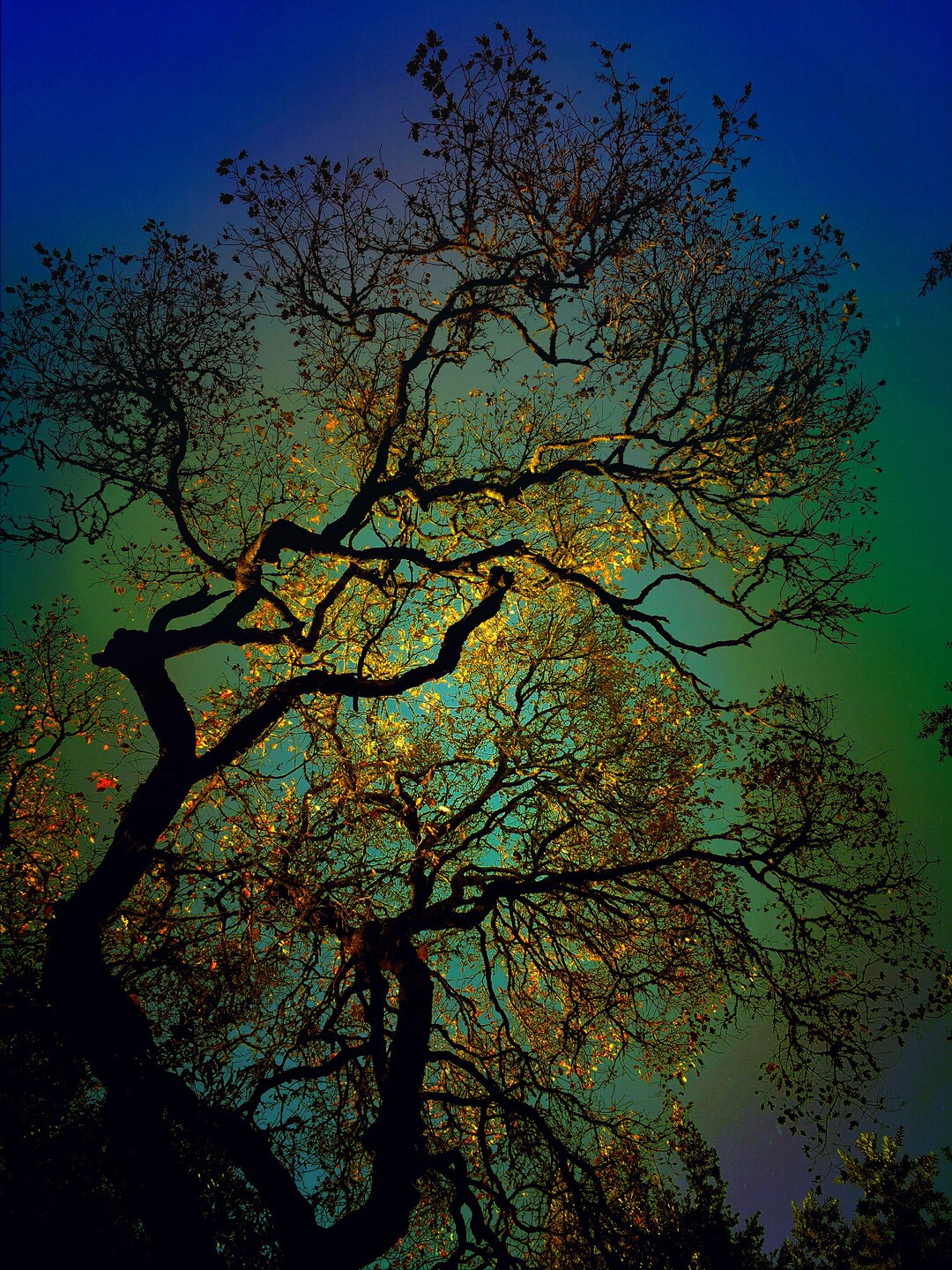 Oak Trees,home Office Decor,abstract Print,large Wall Décor,home Décor ...