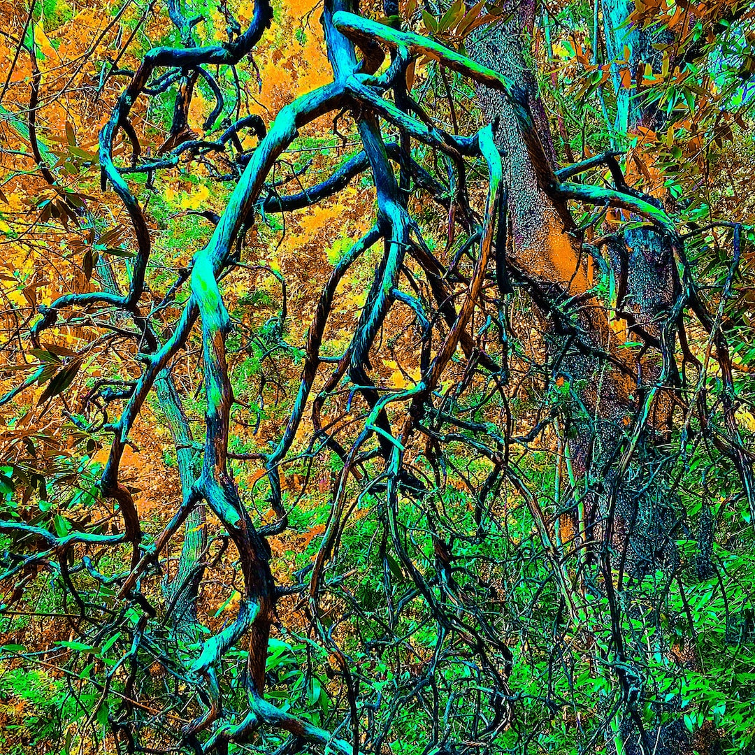 Madrone,stained Glass,landscape Photo Art,large Landscape Photography ...