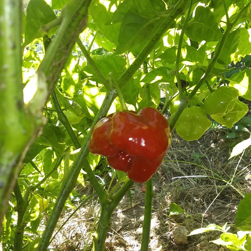 50 Aji Dulce Puerto Rico Rainbow Pepper Seeds Ajicito Ajíes - Etsy