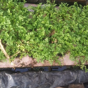 Minari Plant: Bare Root, Cold Hardy - Etsy