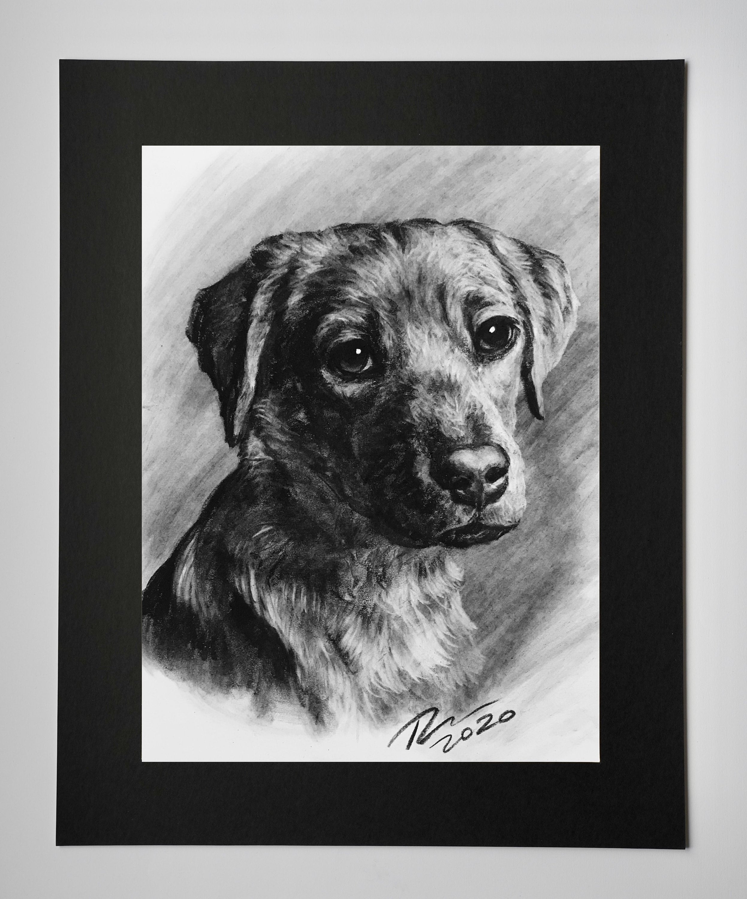 Charcoal Drawings Of Dogs