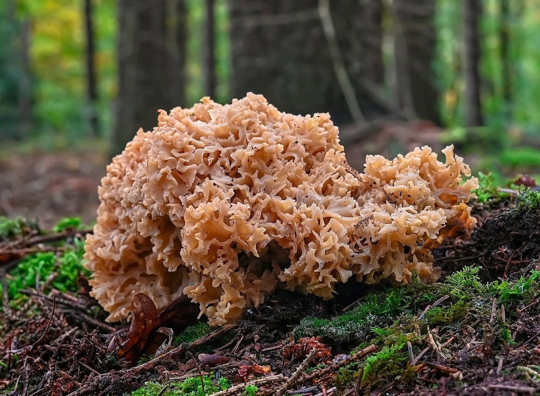 Wholesale SPARASSIS CRISPA - Wood Cauliflower Extract. 30% ...