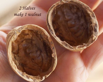 20 Walnut Shells Halves - Etsy