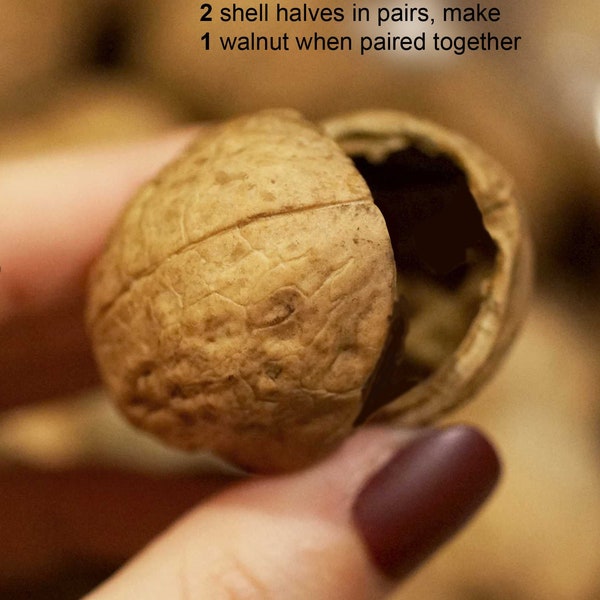 Walnut Shell - Etsy