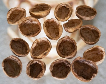 Walnut Shell Halves 1.5 1.6 Inch Natural Arts & Crafts Supply, Walnut ...