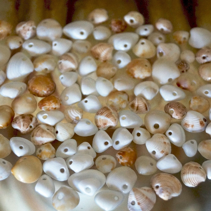 Mini Sea Shells - Etsy