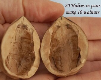 Walnut Shell Halves 1.5 1.6 Inch Natural Arts & Crafts Supply, Walnut ...