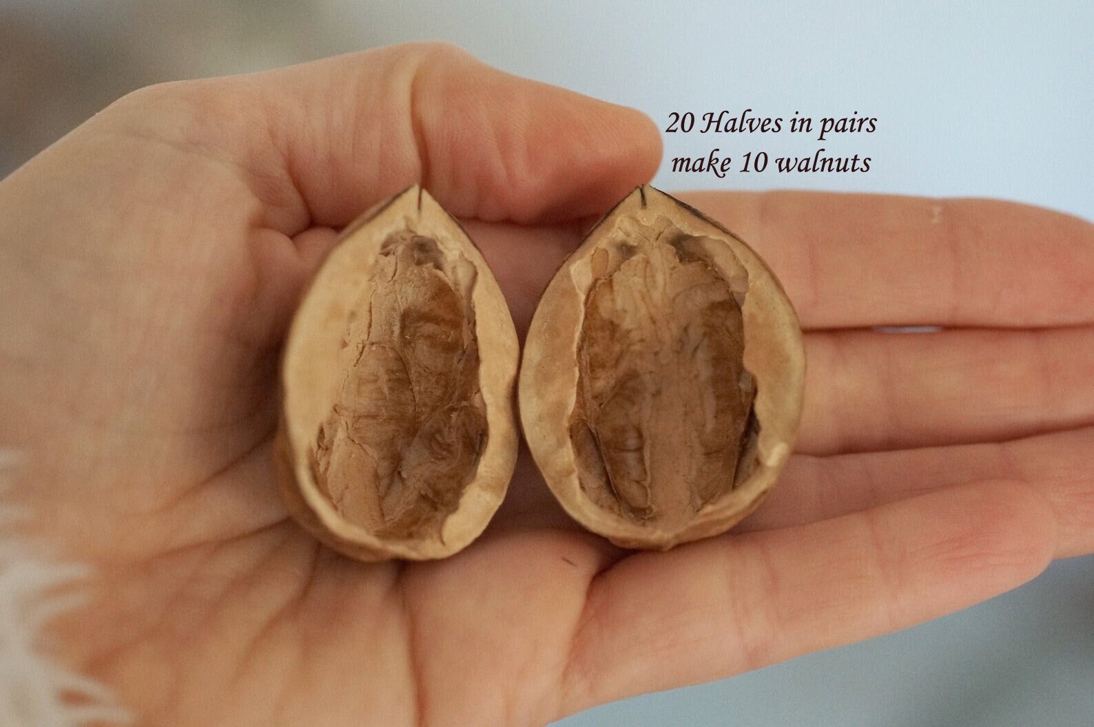 Walnut Shell Halves