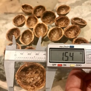 Walnut Shell Halves 1.5” - 1.6” Inch Natural Arts & Crafts Supply, Walnut Shells for Ornaments ...