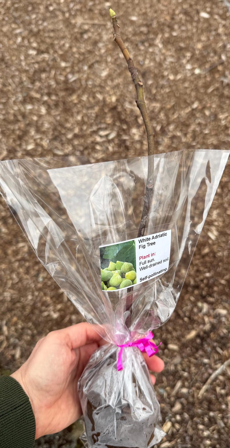 White Adriatic Fig Rotted Plant, Live 1 Foot, 2 Feet Long Fruit Trees ...