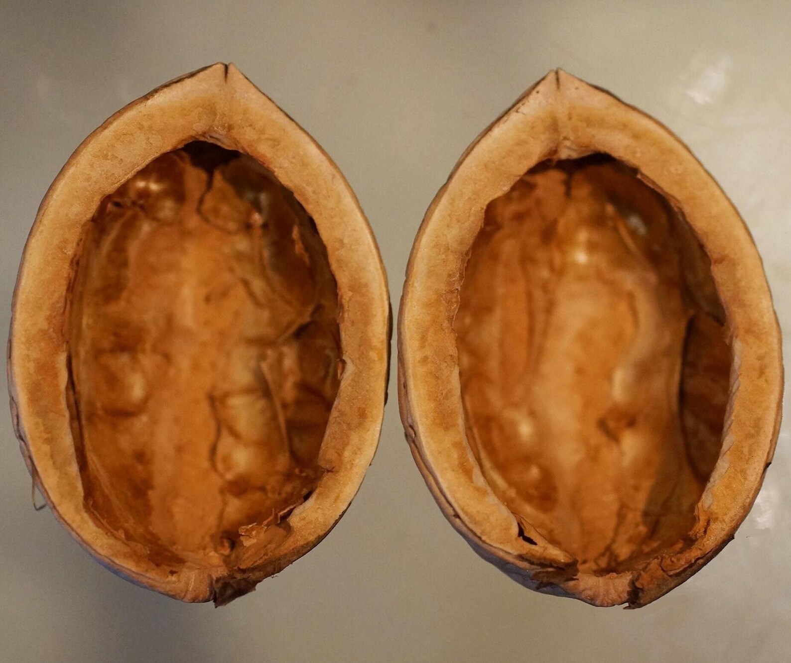 12, 24 Narrow Walnut Shells in Pairs for Miniature Boats DIY Project ...