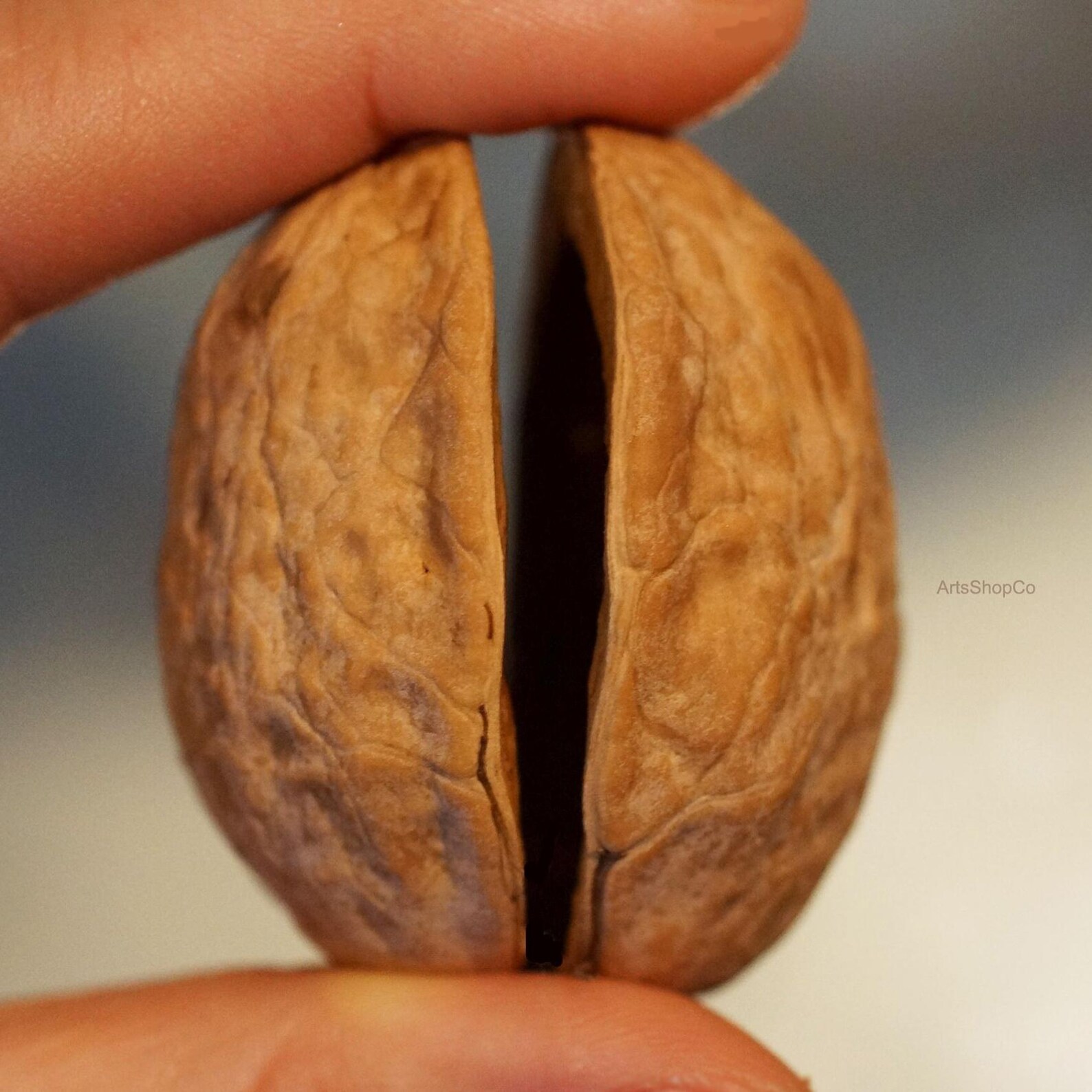 12, 24 Narrow Walnut Shells in Pairs for Miniature Boats DIY Project ...