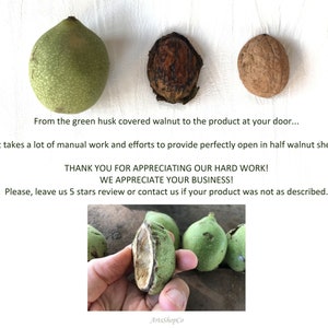 Walnut Shell Halves 1.5 1.6 Inch Natural Arts & Crafts Supply, Walnut ...