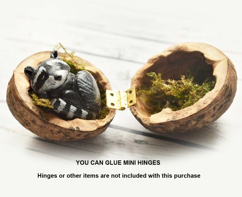 Natural Walnut Shells for Boxes Empty Walnut Shell Halves in | Etsy