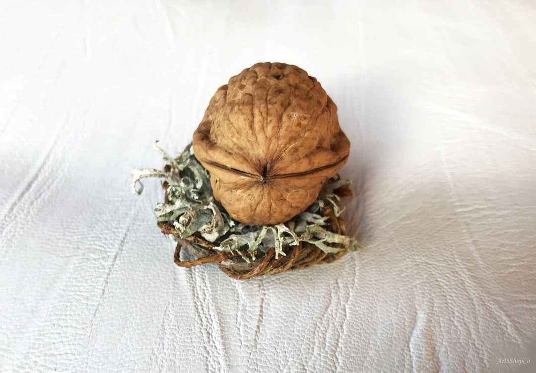 Natural Walnut Shell Jewelry Box Wedding Proposal Unique One of a Kind ...