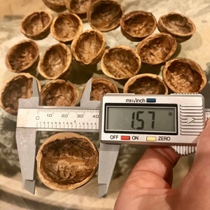Walnut Shell Halves 1.5 1.6 Inch Natural Arts & Crafts Supply, Walnut ...