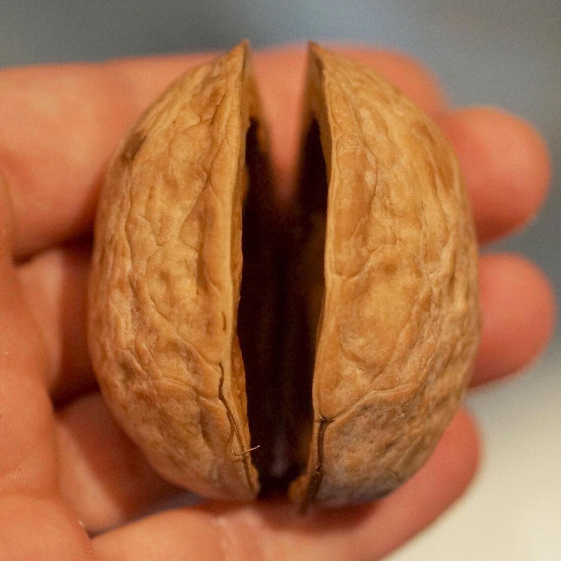 12, 24 Narrow Walnut Shells in Pairs for Miniature Boats DIY Project ...