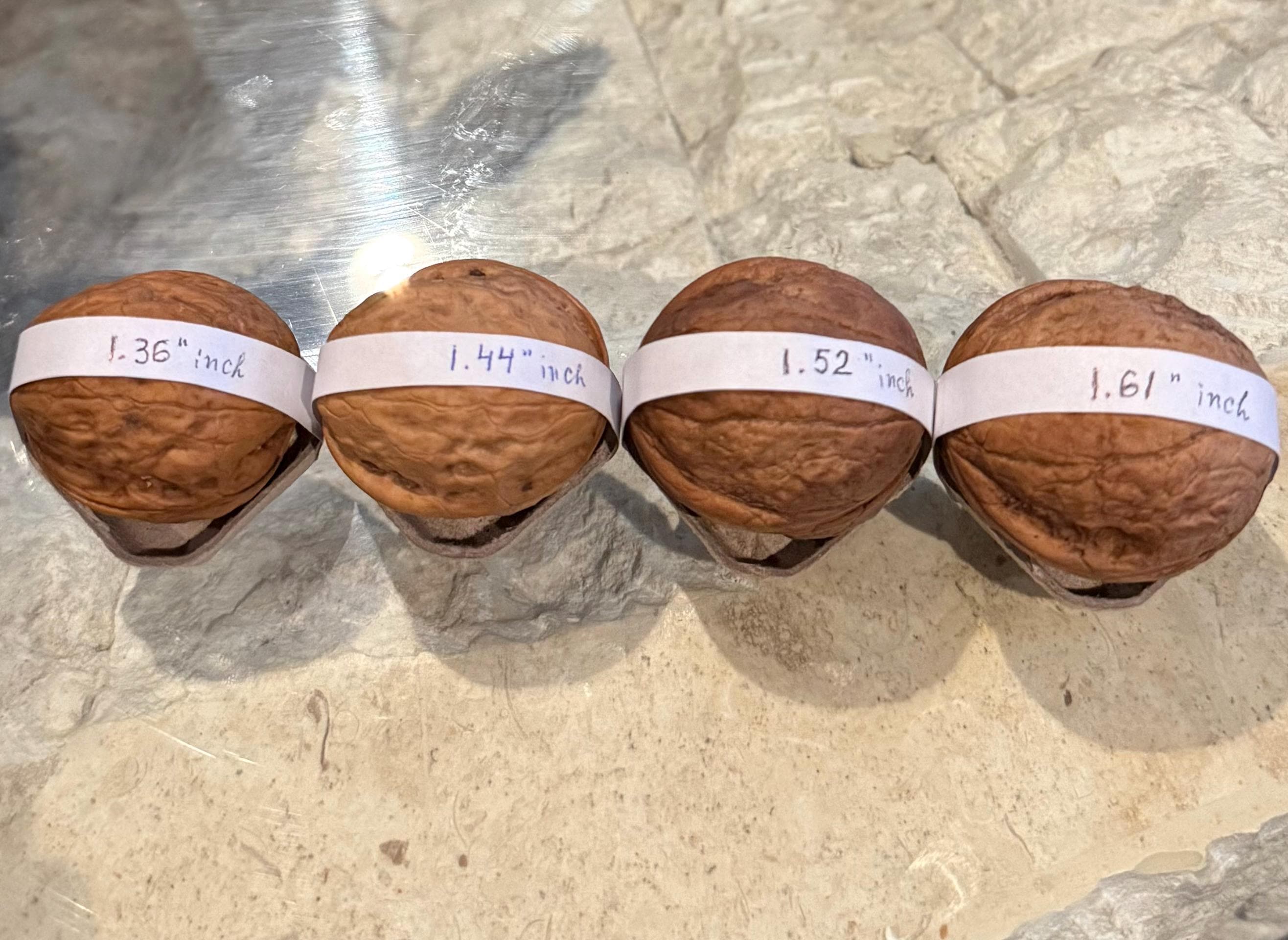Natural Walnut Shells for Boxes, Empty Shell Halves in Pairs, Unique ...