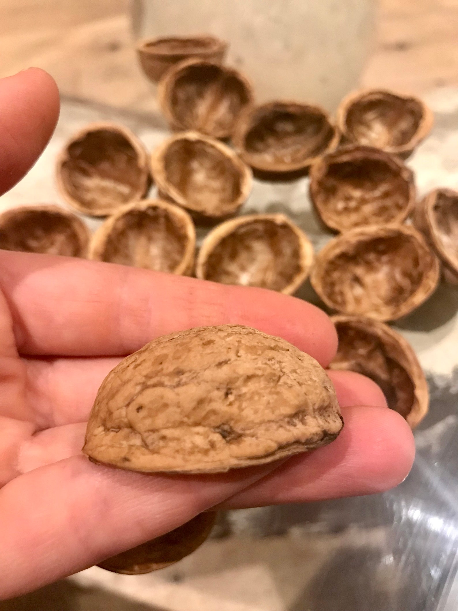Walnut Shell Halves 1.5” - 1.6” Inch Natural Arts & Crafts Supply ...