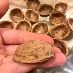 Walnut Shell Halves 1.5 1.6 Inch Natural Arts & Crafts Supply, Walnut ...