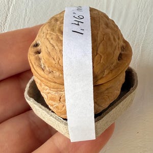 Natural Walnut Shells for Boxes, Empty Shell Halves in Pairs, Unique ...