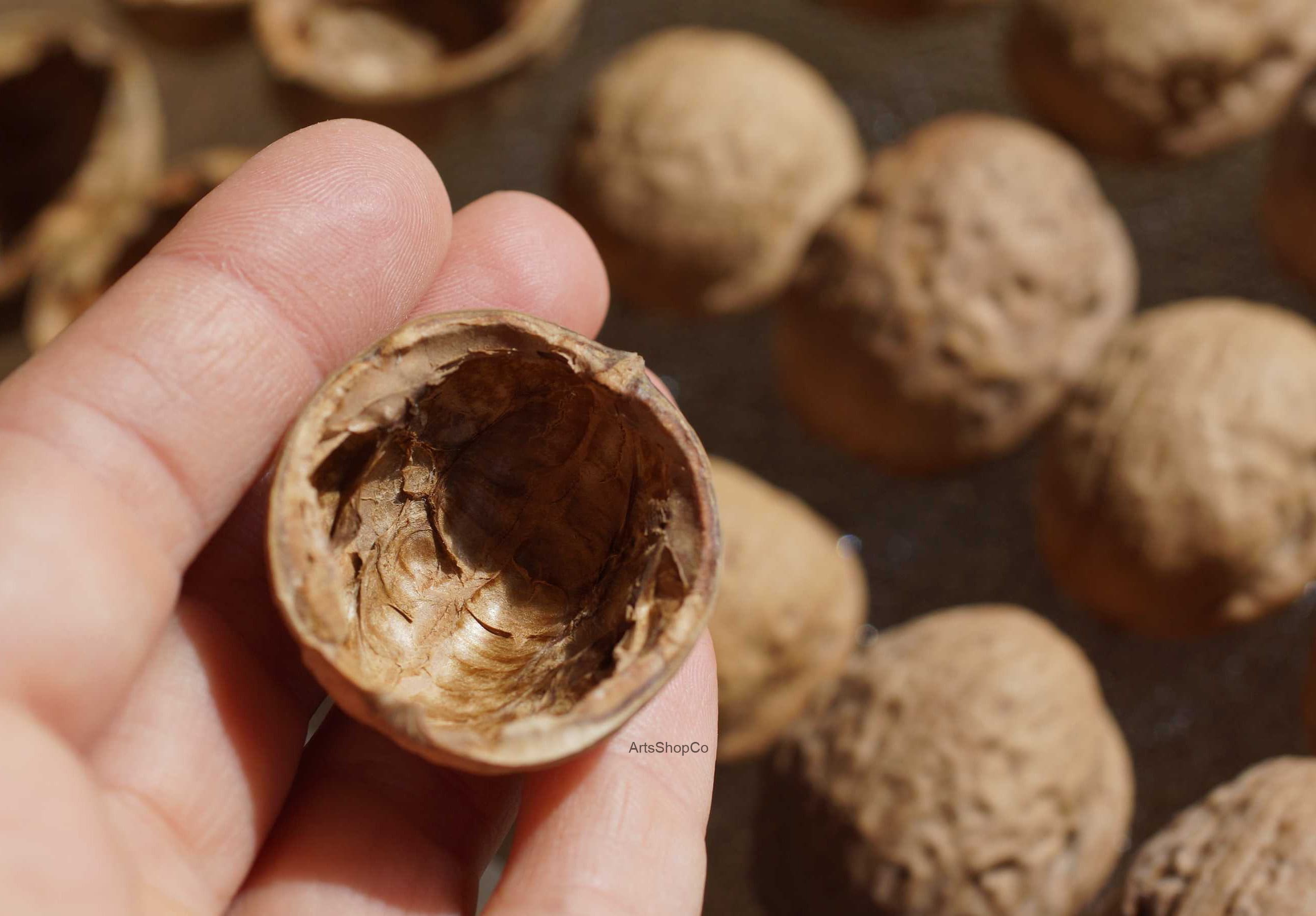 Walnut Shell Halves 1.4” - 1.5” Inch Natural Arts & Crafts Supply ...