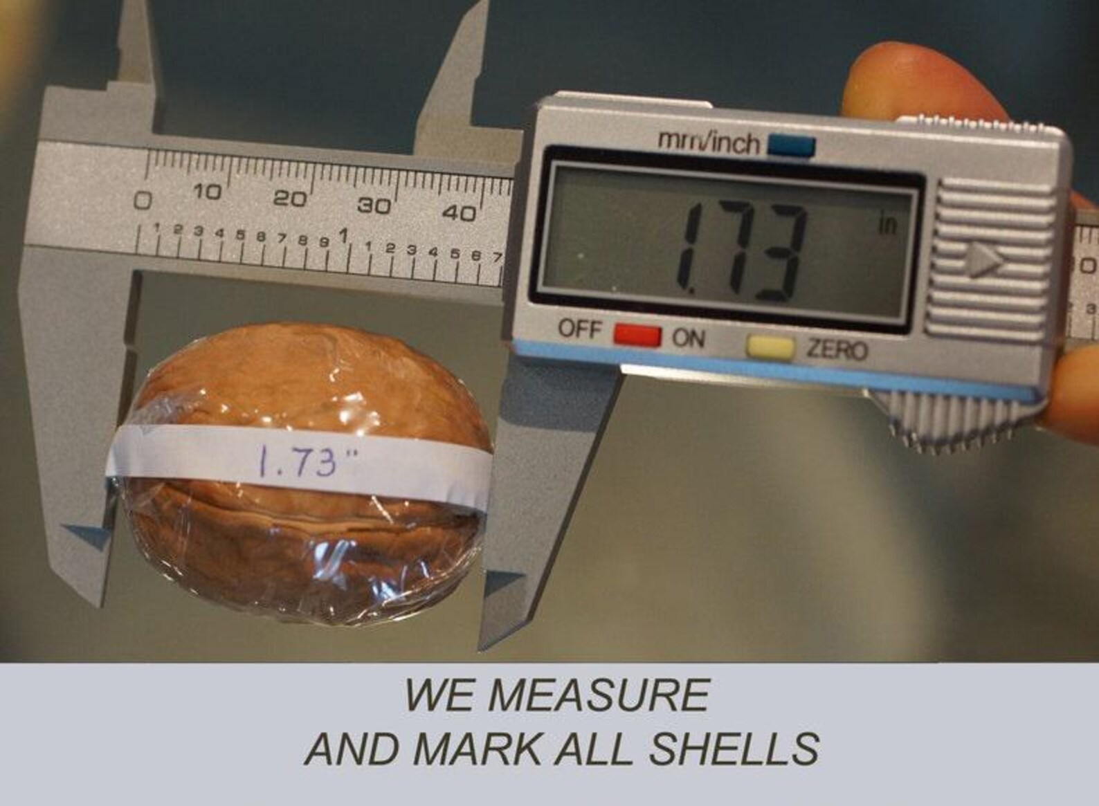 12, 24 Narrow Walnut Shells in Pairs for Miniature Boats DIY Project ...