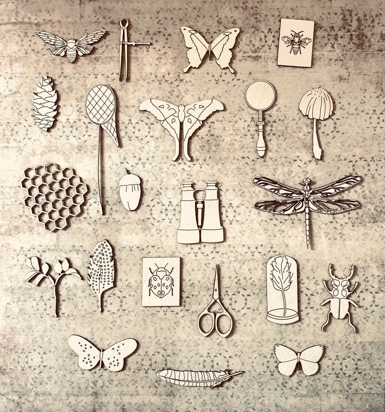 Nature Curiosities Box. Mystery Cabinet Craft Kit. Laser Cut - Etsy