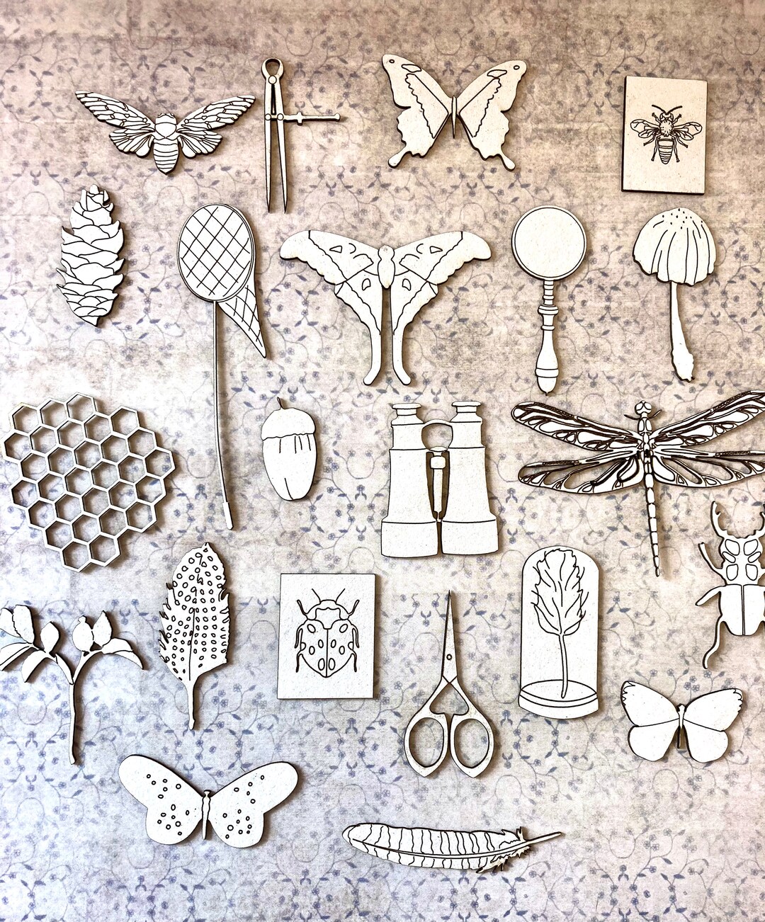 Nature Curiosities Box. Mystery Cabinet Craft Kit. Laser Cut - Etsy