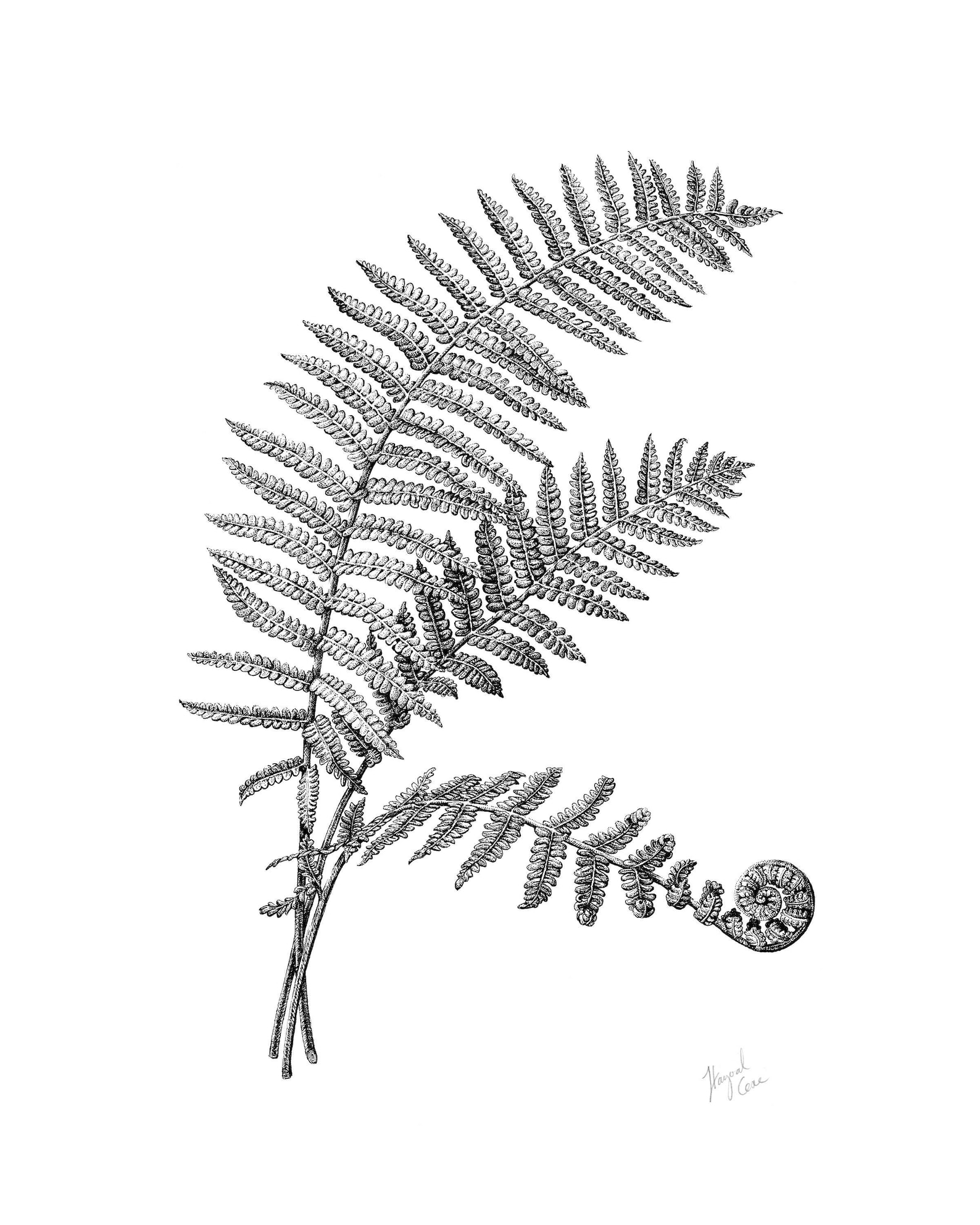 Pen and Ink of a Fern. Black and White Giclee Print of a Hand Made ...