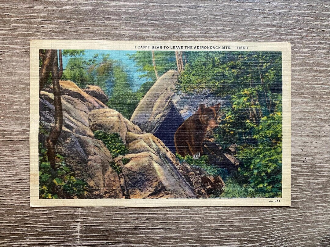 Vintage Bear Post Card - Adirondacks, New York - Vintage Post Card ...