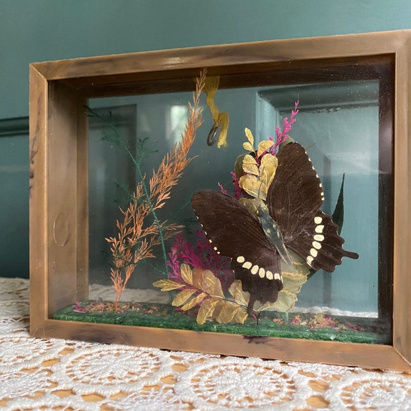Preserved Butterfly Vintage - Etsy