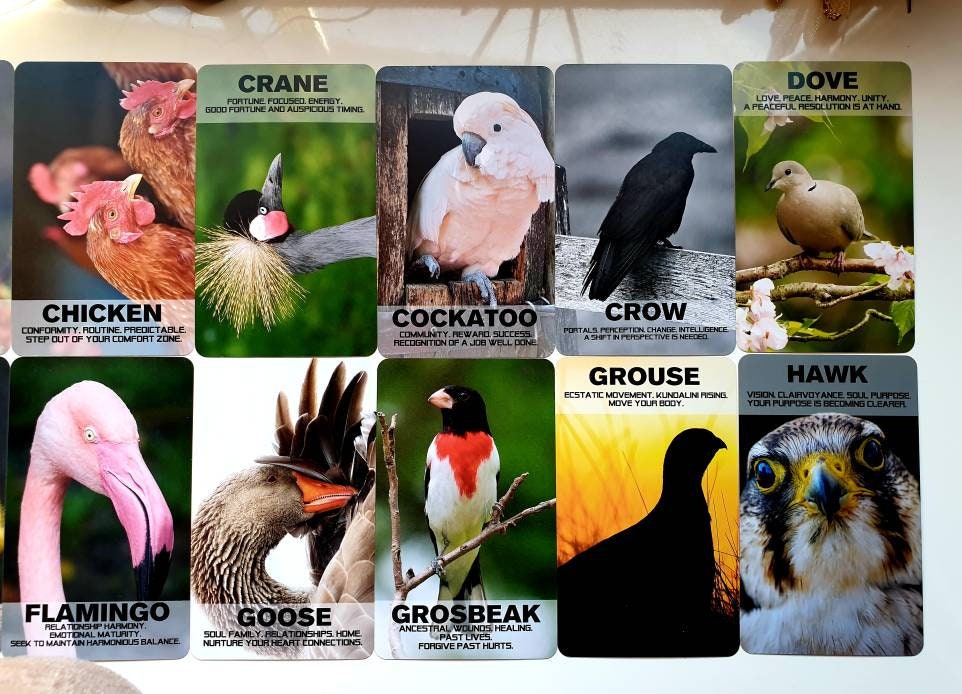 Bird Spirit Oracle Cards - Etsy