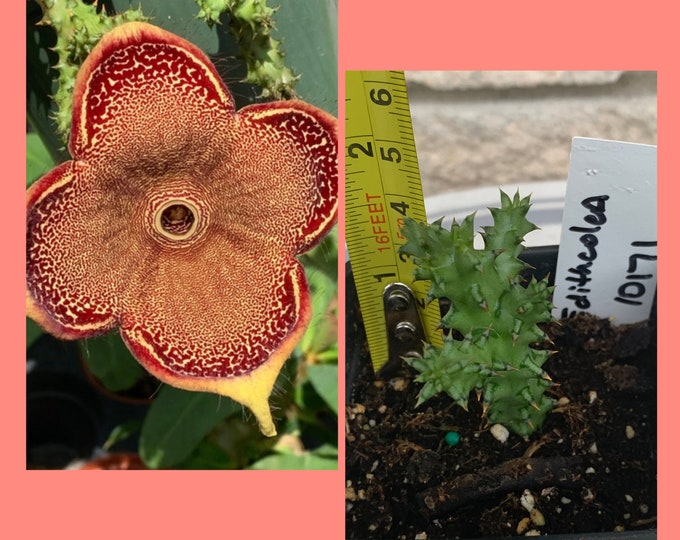Edithcolea Grandis Plant /persian Carpet Flower Starfish Cactus ...