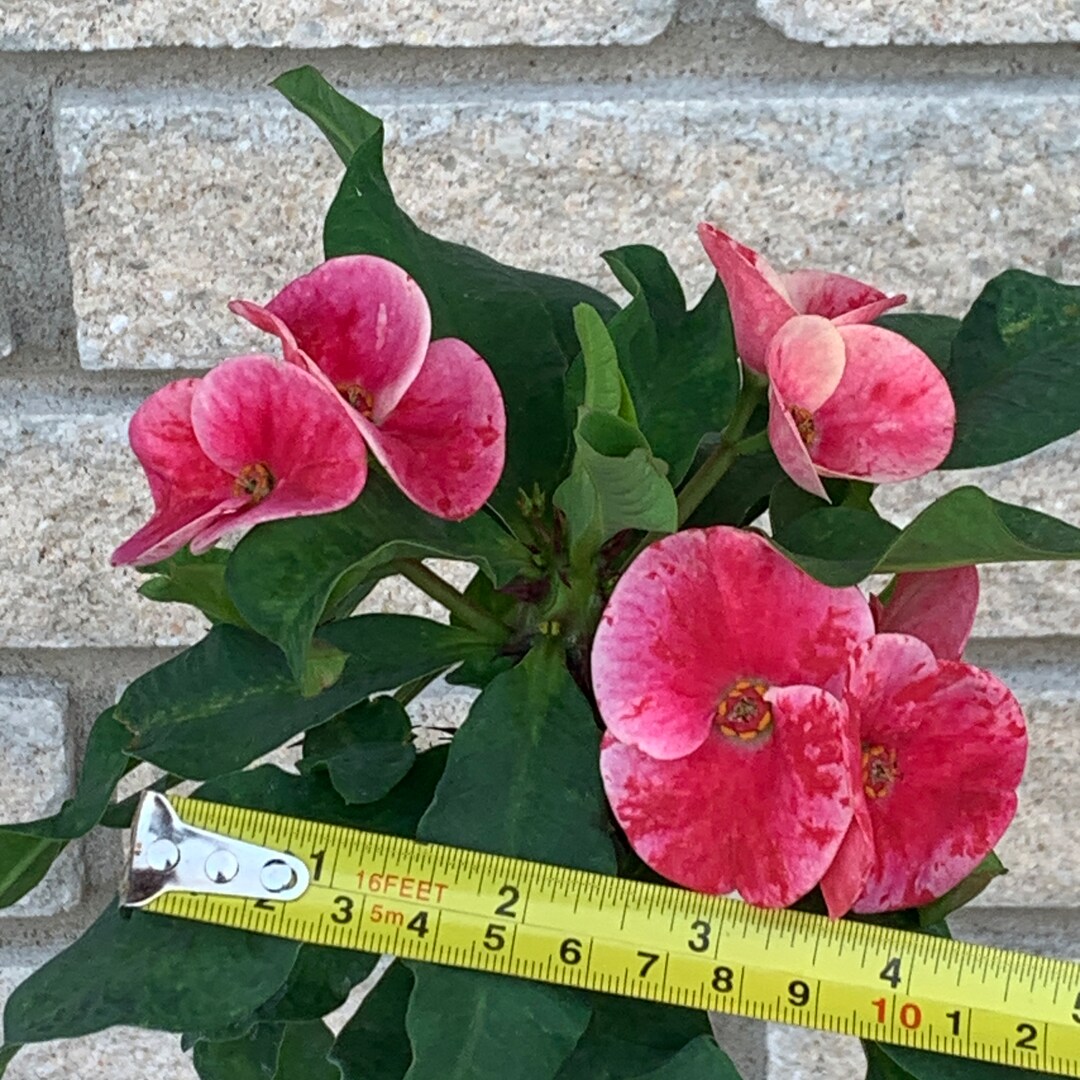 Fancy 9095 Thai Hybrid Crown of Thorns Plant/ Euphorbia - Etsy