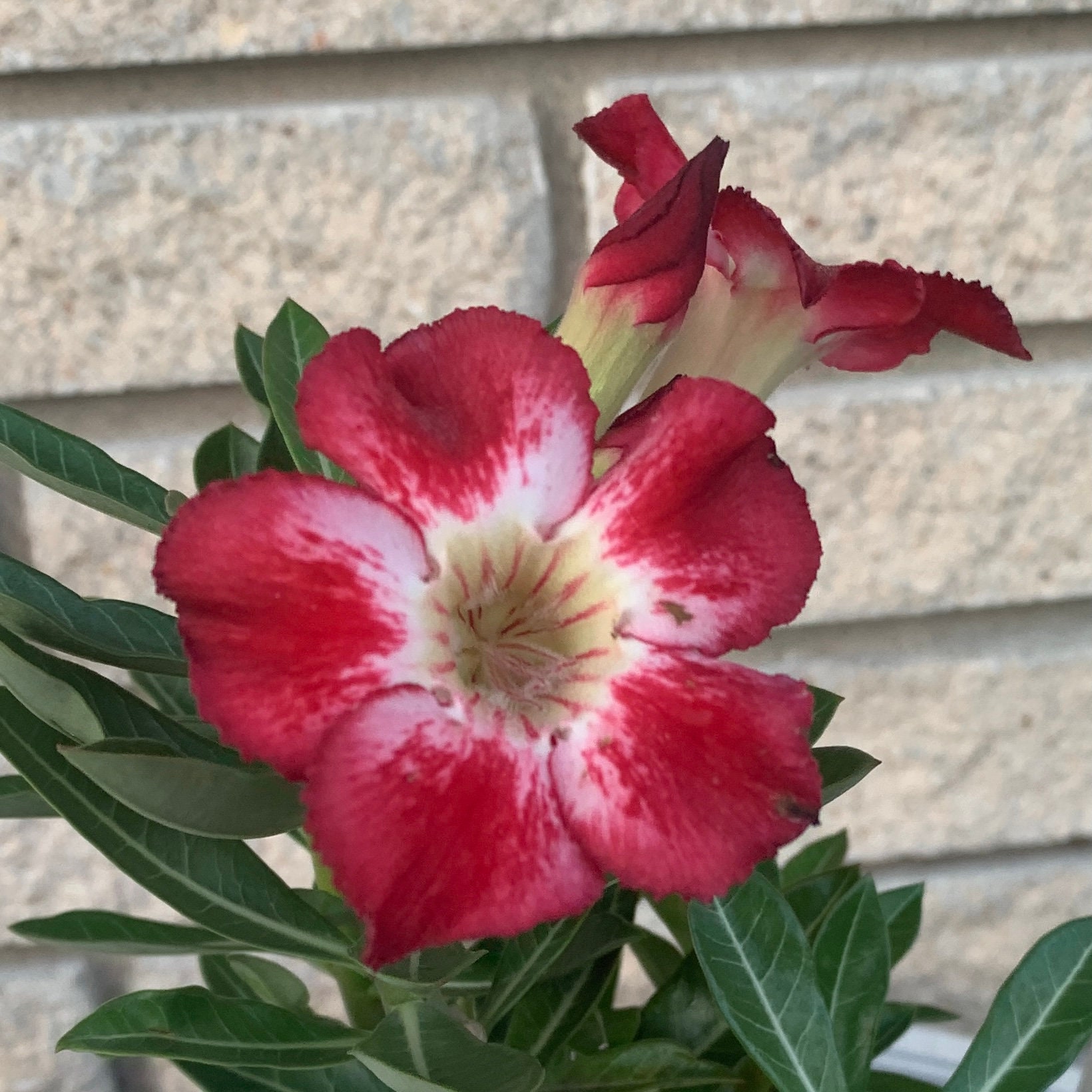 Red Dragon 10179 Adenium Obesum/ Desert Rose - Etsy