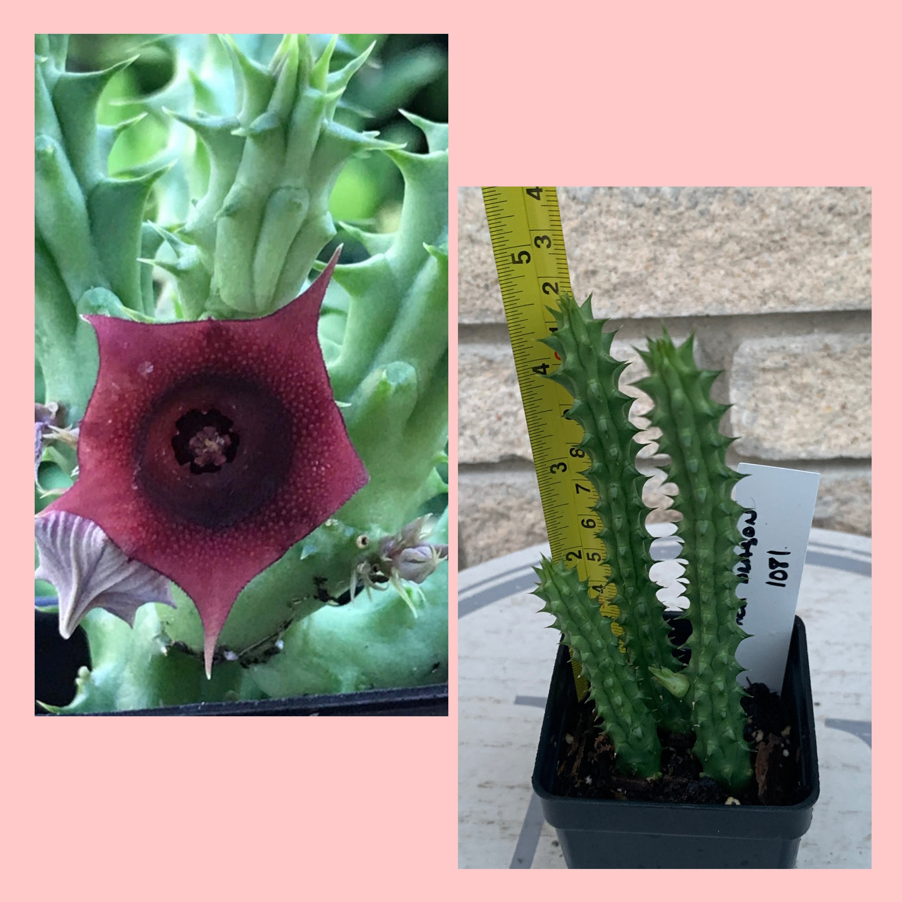 EXACT PLANT Huernia Schneideriana/ Red Dragon Flower 1081 - Etsy