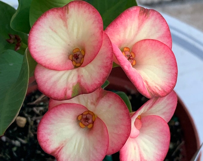 Ashish 3172 Thai Hybrid Crown of Thorns Plant/ Euphorbia Milii/ Corona ...
