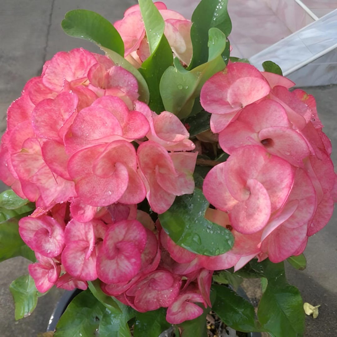 Saosong Kwea Thai Hybrid Crown of Thorns Plant/ Euphorbia Milii/corona ...